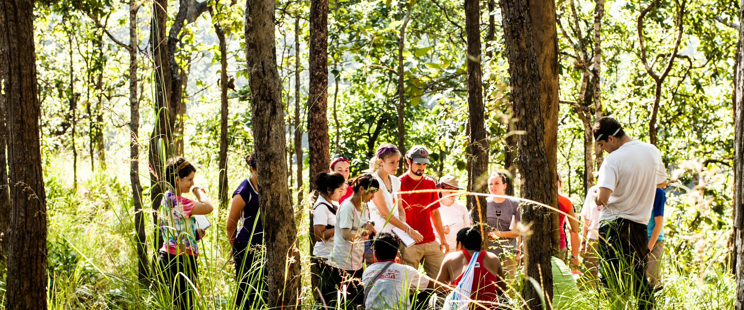 forest group banner - ISDSI