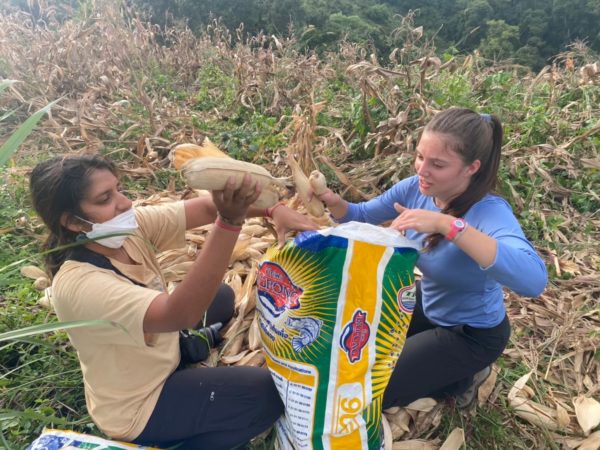 bagging corn - ISDSI